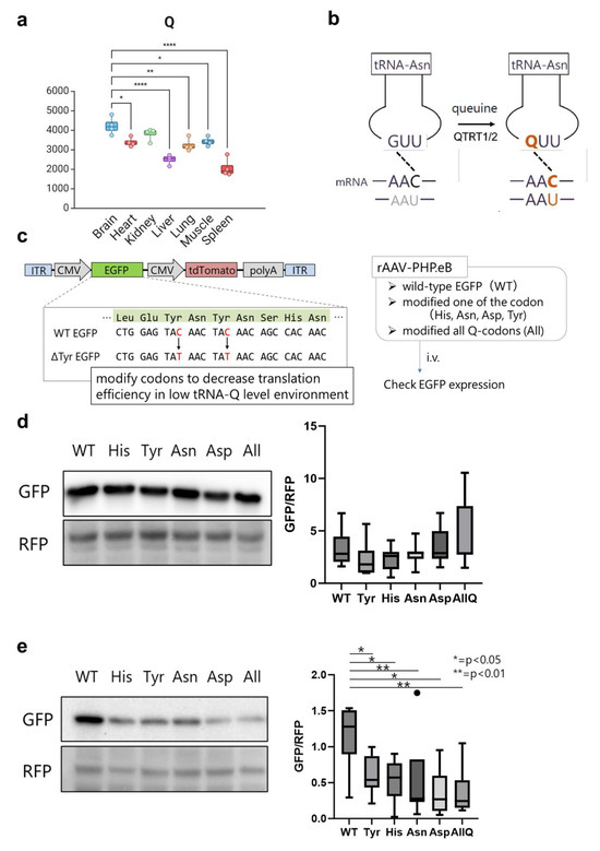 Decoding Codon Bias: The Role of tRNA Modifications in Tissue-Specific ...