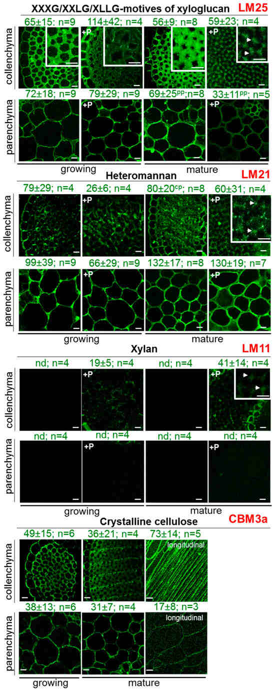A Fresh Look at Celery Collenchyma and Parenchyma Cell Walls Through a ...