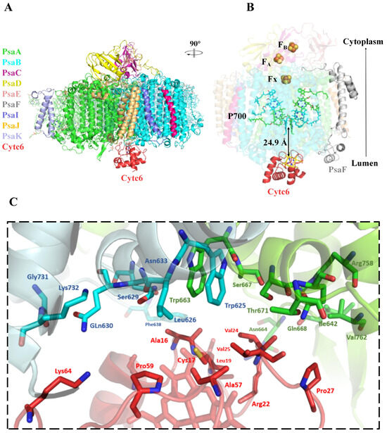 A High-Resolution Crystallographic Study of Cytochrome c6: Structural ...