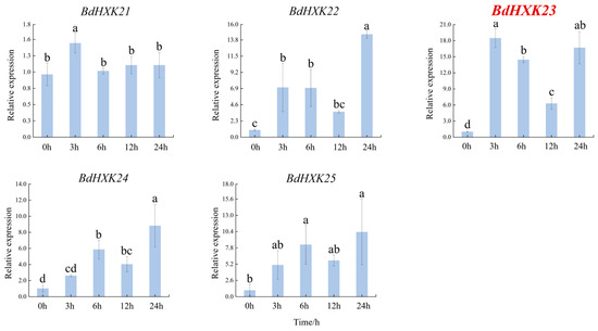 Identification of HXK Gene Family and Expression Analysis of Salt ...
