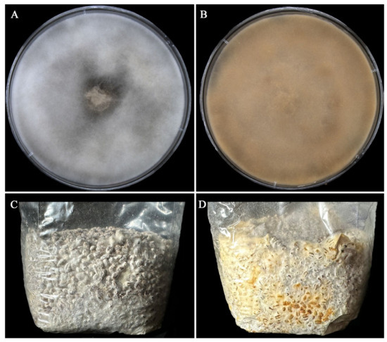 Comparative Transcriptomic Analysis Reveals New Insights into Spawn ...