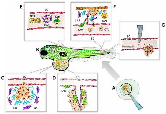 Small Fish, Big Answers: Zebrafish and the Molecular Drivers of Metastasis