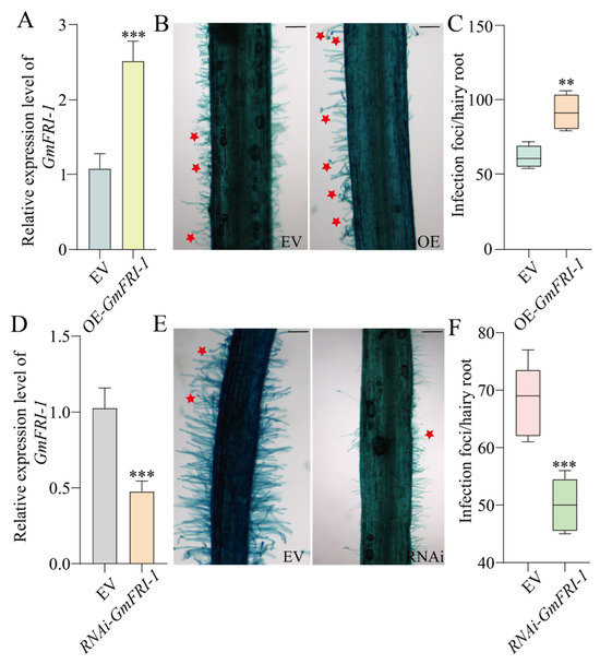 Role of GmFRI-1 in Regulating Soybean Nodule Formation Under Cold Stress