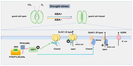 Rice Responses to Abiotic Stress: Key Proteins and Molecular Mechanisms