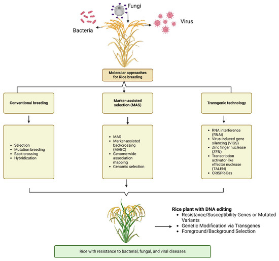 The Role of Genetic Resistance in Rice Disease Management
