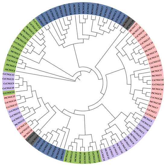 Analysis of CNGC Family Members in Citrus clementina (Hort. ex Tan.) by ...