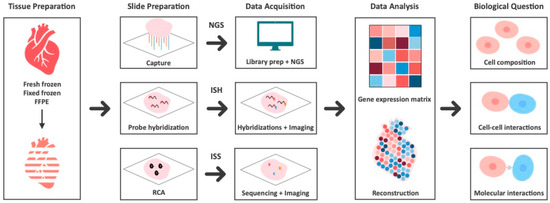 Spatial Transcriptomics in Human Cardiac Tissue
