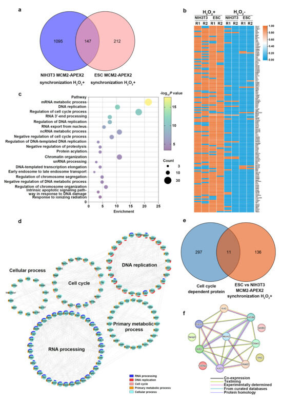 Identification of MCM2-Interacting Proteins Associated with Replication ...