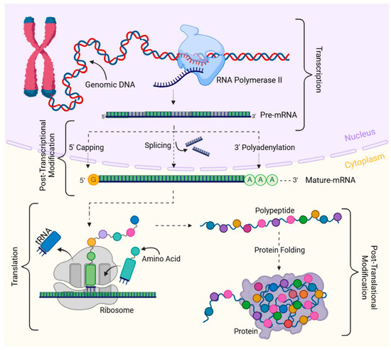 mRNA Transcript Variants Expressed in Mammalian Cells