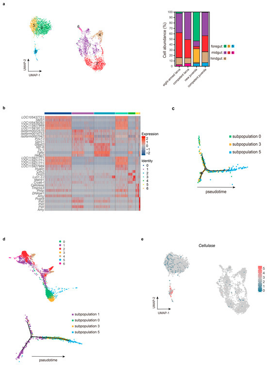 The Cell States of Sea Urchin During Metamorphosis Revealed by Single ...