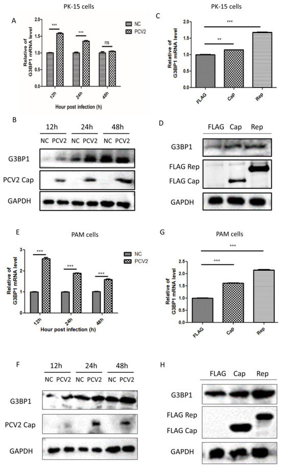G3BP1 Regulates the Cell Cycle by Promoting IFNβ Production to Promote ...