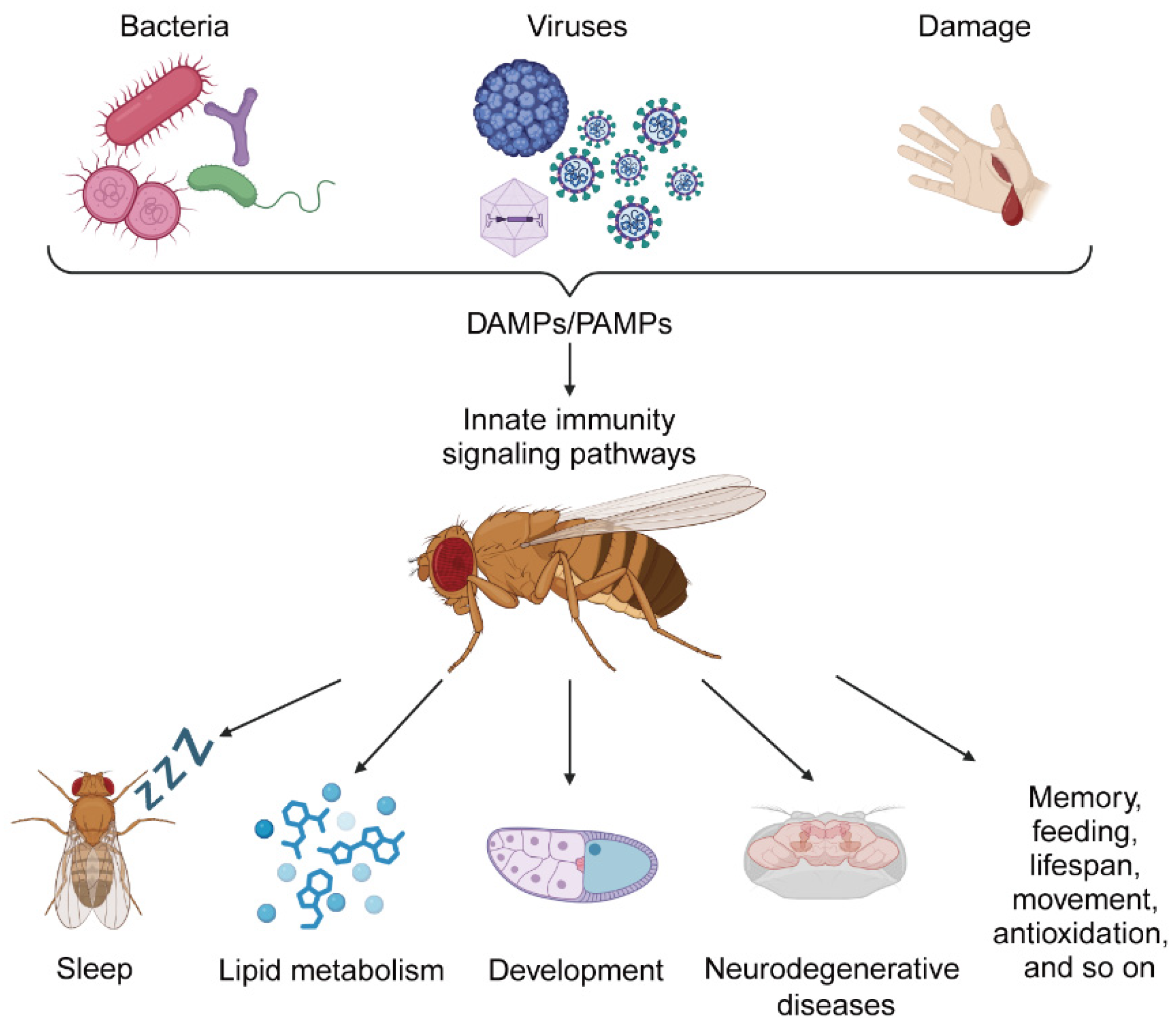 Non-Immune Functions of Innate Immunity Acting on Physiological ...