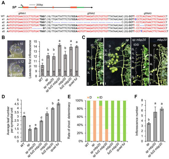 Optimization of Tomato Shoot Architecture by Combined Mutations in the ...
