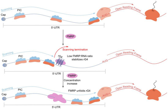 5′-UTR G-Quadruplex-Mediated Translation Regulation in Eukaryotes ...