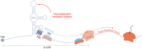 5′-UTR G-Quadruplex-Mediated Translation Regulation in Eukaryotes ...