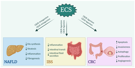The Endocannabinoid System: Implications in Gastrointestinal Physiology ...