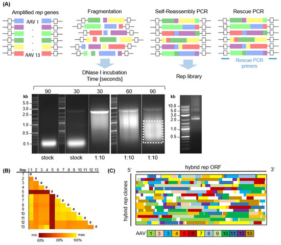 Improved Recombinant Adeno-Associated Viral Vector Production via ...