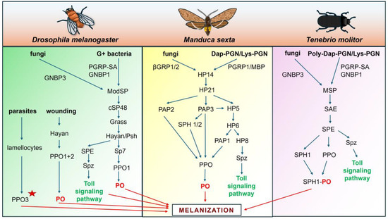 Innate Immunity in Insects: The Lights and Shadows of Phenoloxidase ...