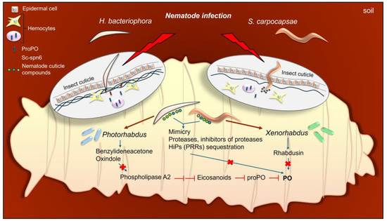 Innate Immunity in Insects: The Lights and Shadows of Phenoloxidase ...