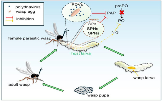 Innate Immunity in Insects: The Lights and Shadows of Phenoloxidase ...