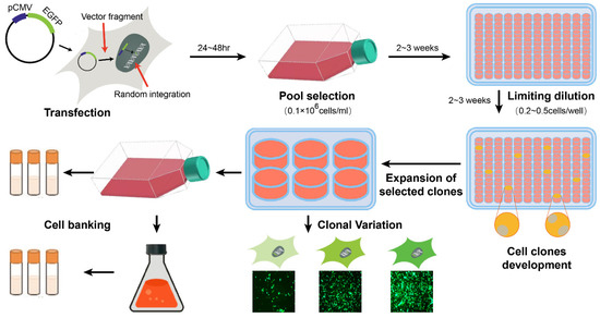 From Cell Clones to Recombinant Protein Product Heterogeneity in ...
