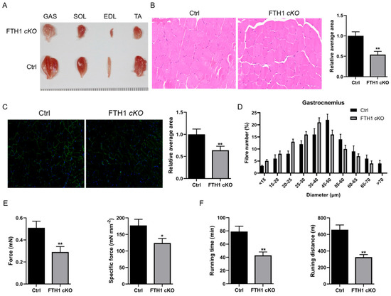SMURF1-Induced Ubiquitination of FTH1 Disrupts Iron Homeostasis and ...