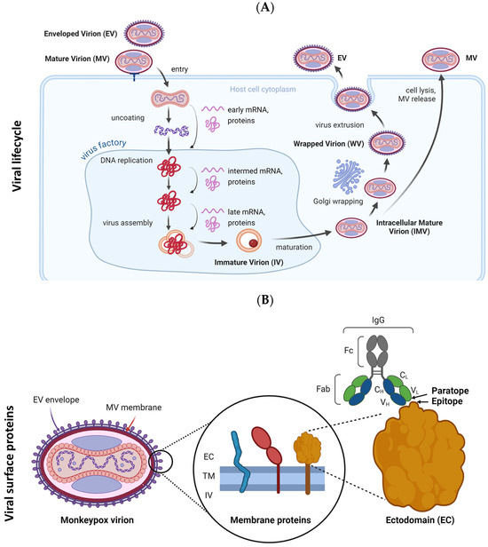 Genomic and Antigenic Differences Between Monkeypox Virus and Vaccinia ...