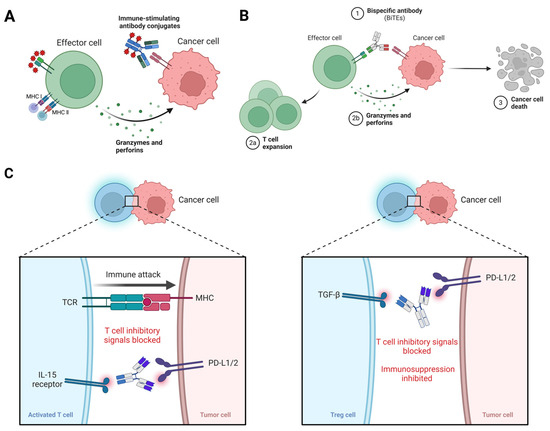 Advances in Antibody-Based Immune-Stimulating Drugs: Driving Innovation ...