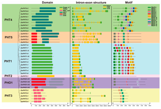 Genome-Wide Identification and Expression Analysis of the Phosphate ...