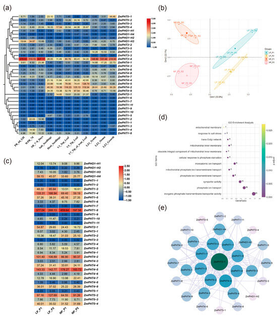 Genome-Wide Identification and Expression Analysis of the Phosphate ...