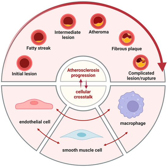 The Crosstalk Between Endothelial Cells, Smooth Muscle Cells, and Macrophages in Atherosclerosis
