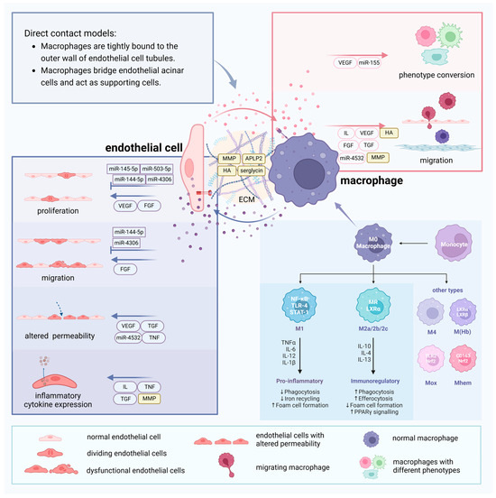 The Crosstalk Between Endothelial Cells, Smooth Muscle Cells, and Macrophages in Atherosclerosis