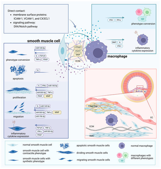The Crosstalk Between Endothelial Cells, Smooth Muscle Cells, and Macrophages in Atherosclerosis