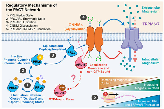 The PACT Network: PRL, ARL, CNNM, and TRPM Proteins in Magnesium ...
