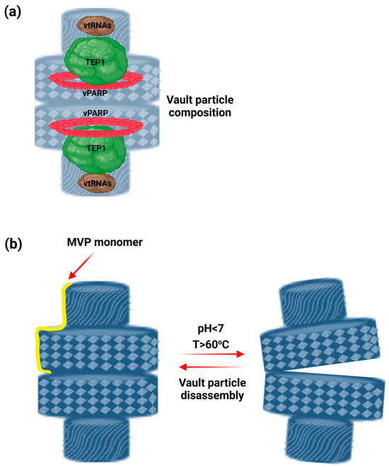 Vault Particles in Cancer Progression, Multidrug Resistance, and Drug ...