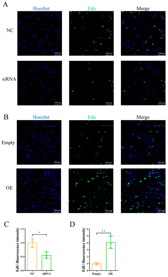 ADCY5 Gene Affects Seasonal Reproduction in Dairy Goats by Regulating ...