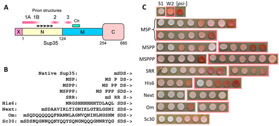 On the Significance of the Terminal Location of Prion-Forming Regions ...