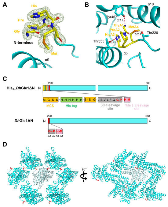 Molecular Structure of the mRNA Export Factor Gle1 from Debaryomyces ...