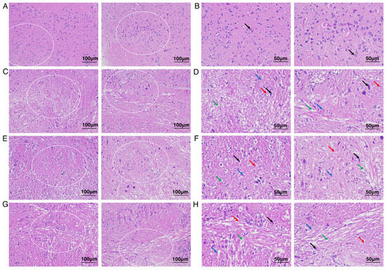 Molecular Modulation of Threadfin Fish Brain to Hypoxia Challenge and ...
