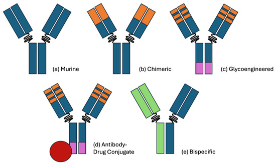 Antibody Therapy for Patients with Lymphoid Malignancies: Past and Present