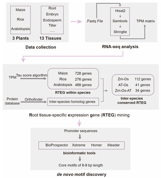 Mining of Root-Specific Expression Genes and Their Core Cis-Regulatory ...