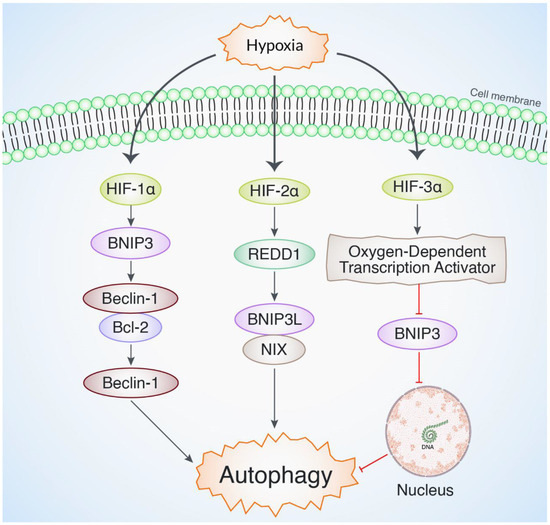 Emerging Role of Hypoxia-Inducible Factors (HIFs) in Modulating ...