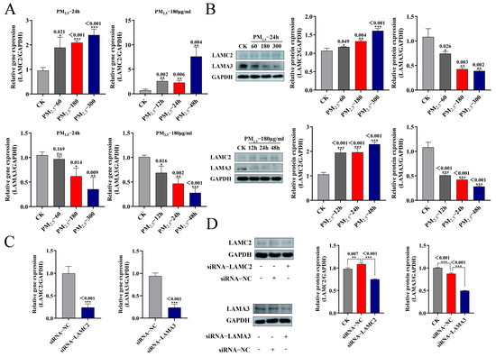 miR-212-5p Regulates PM2.5-Induced Apoptosis by Targeting LAMC2 and LAMA3