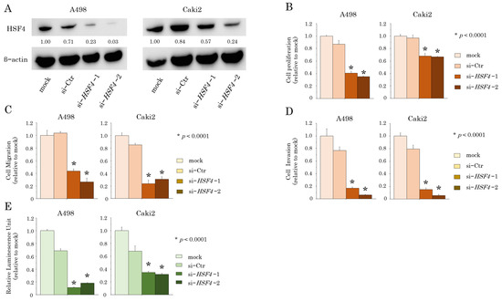 Targeting Heat Shock Transcription Factor 4 Enhances the Efficacy of ...