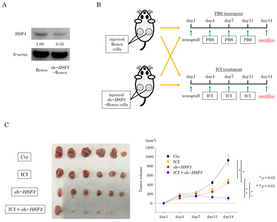 Targeting Heat Shock Transcription Factor 4 Enhances the Efficacy of ...