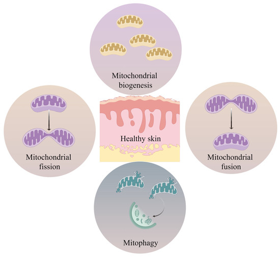 Role of Mitochondrial Dynamics in Skin Homeostasis: An Update