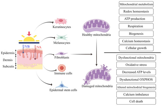 Role of Mitochondrial Dynamics in Skin Homeostasis: An Update