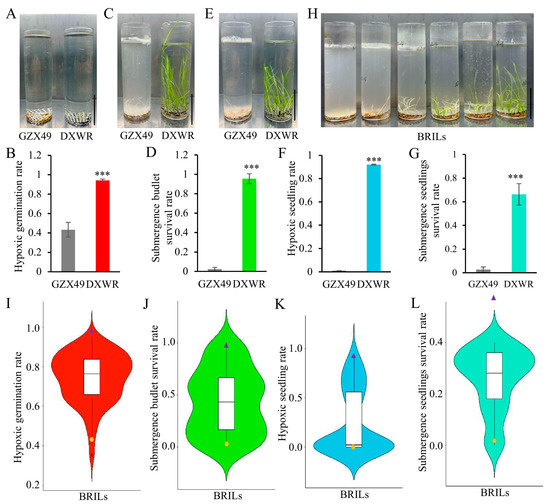 Identification of Submergence Tolerance Loci in Dongxiang Wild Rice ...