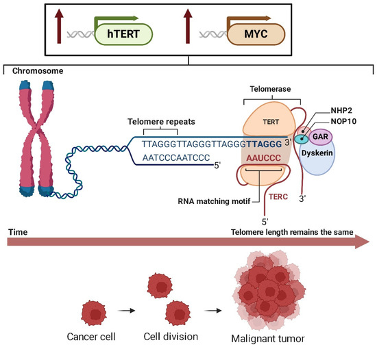 Untangling the Role of MYC in Sarcomas and Its Potential as a Promising ...