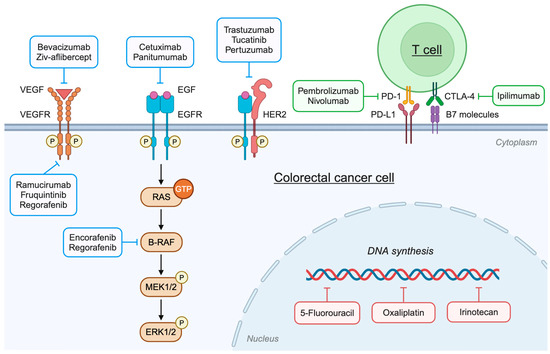 Mechanisms and Strategies to Overcome Drug Resistance in Colorectal Cancer